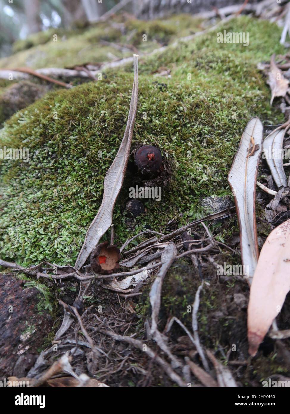 Calostoma hi-res stock photography and images - Alamy