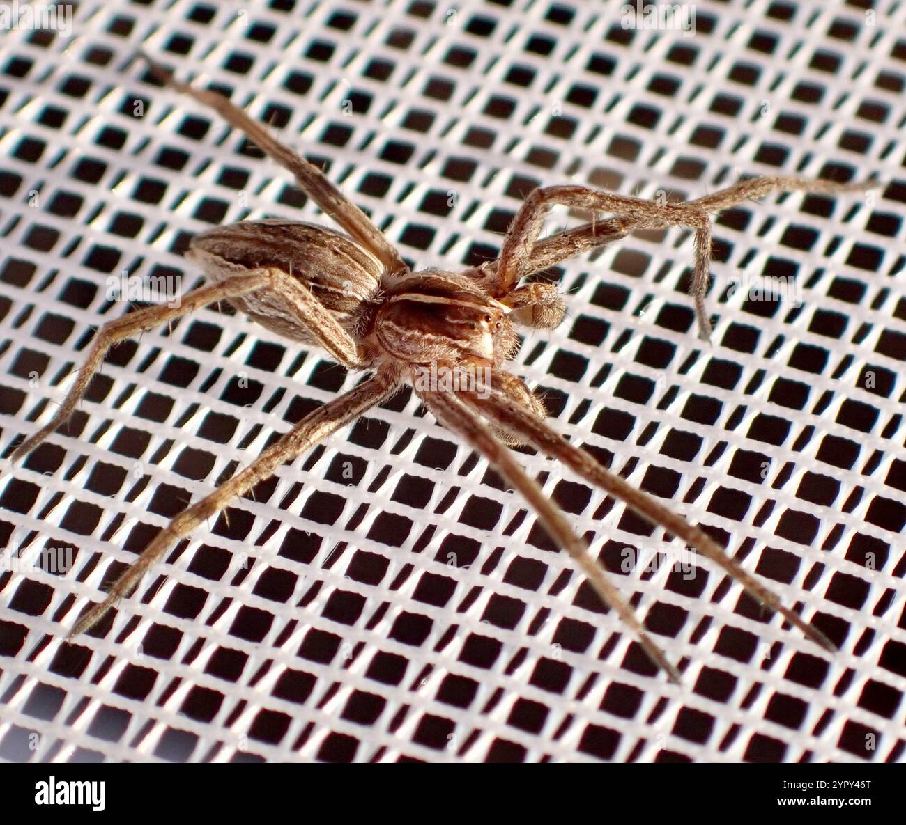 European Nursery Web spider (Pisaura mirabilis Stock Photo - Alamy