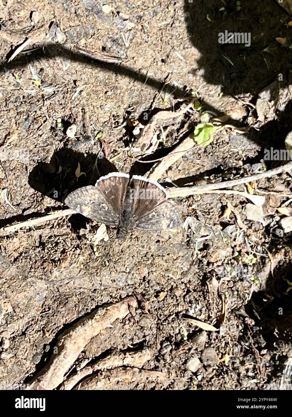 Funereal Duskywing (Erynnis funeralis Stock Photo - Alamy