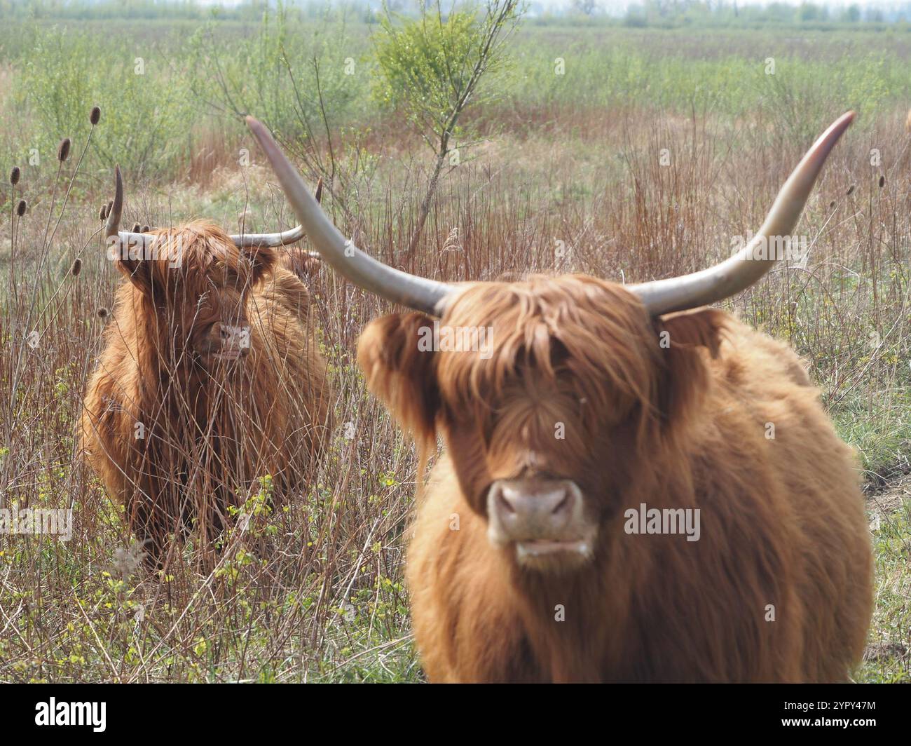 Domestic Cattle (Bos taurus Stock Photo - Alamy