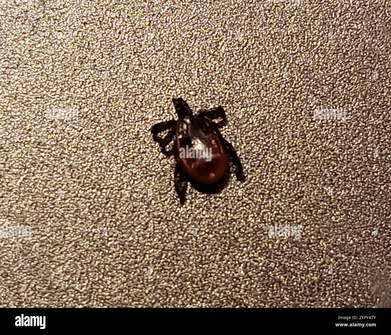 Eastern Black-legged Tick (Ixodes scapularis Stock Photo - Alamy