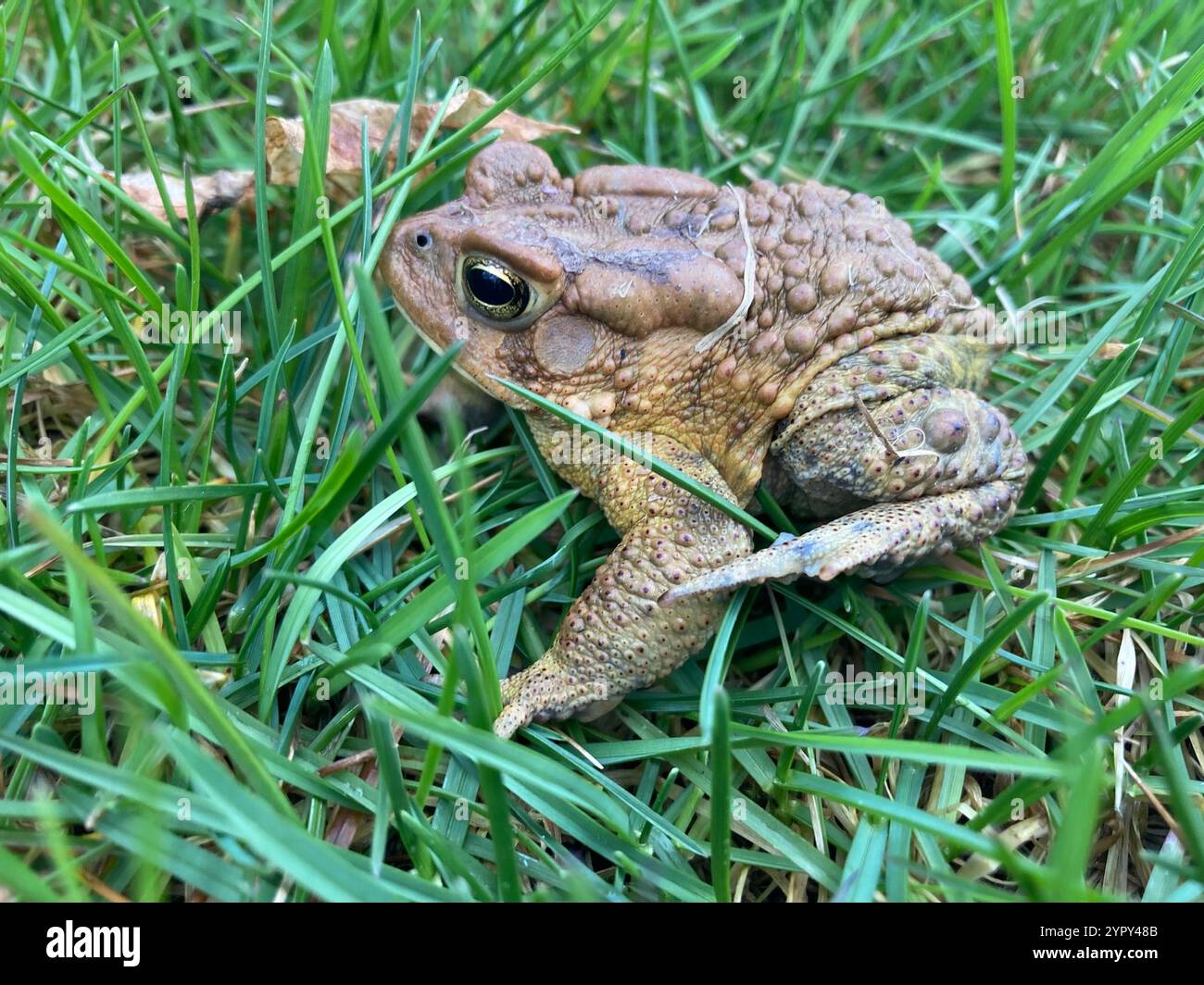 American Toad (Anaxyrus americanus Stock Photo - Alamy