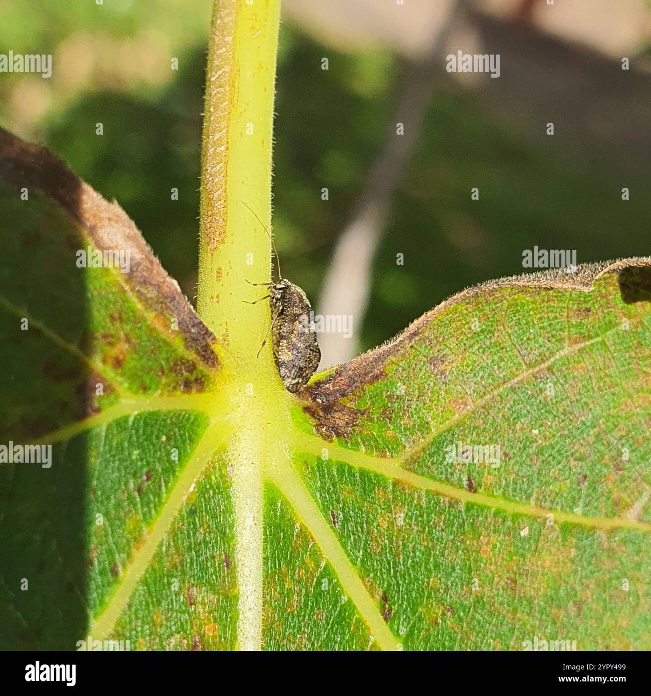 True Bugs, Hoppers, Aphids, and allies (Hemiptera Stock Photo - Alamy