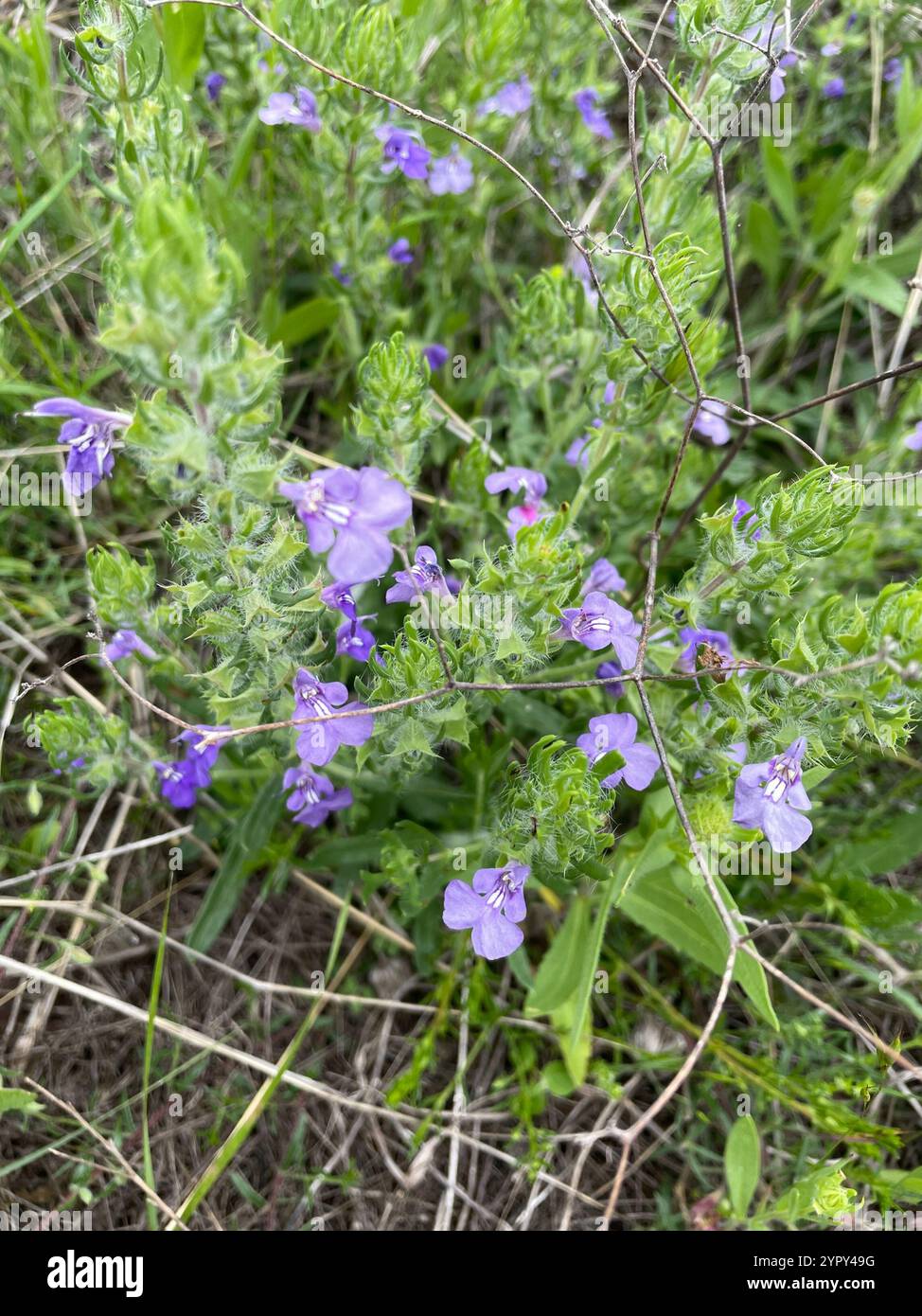 Texas Sage (Salvia texana Stock Photo - Alamy