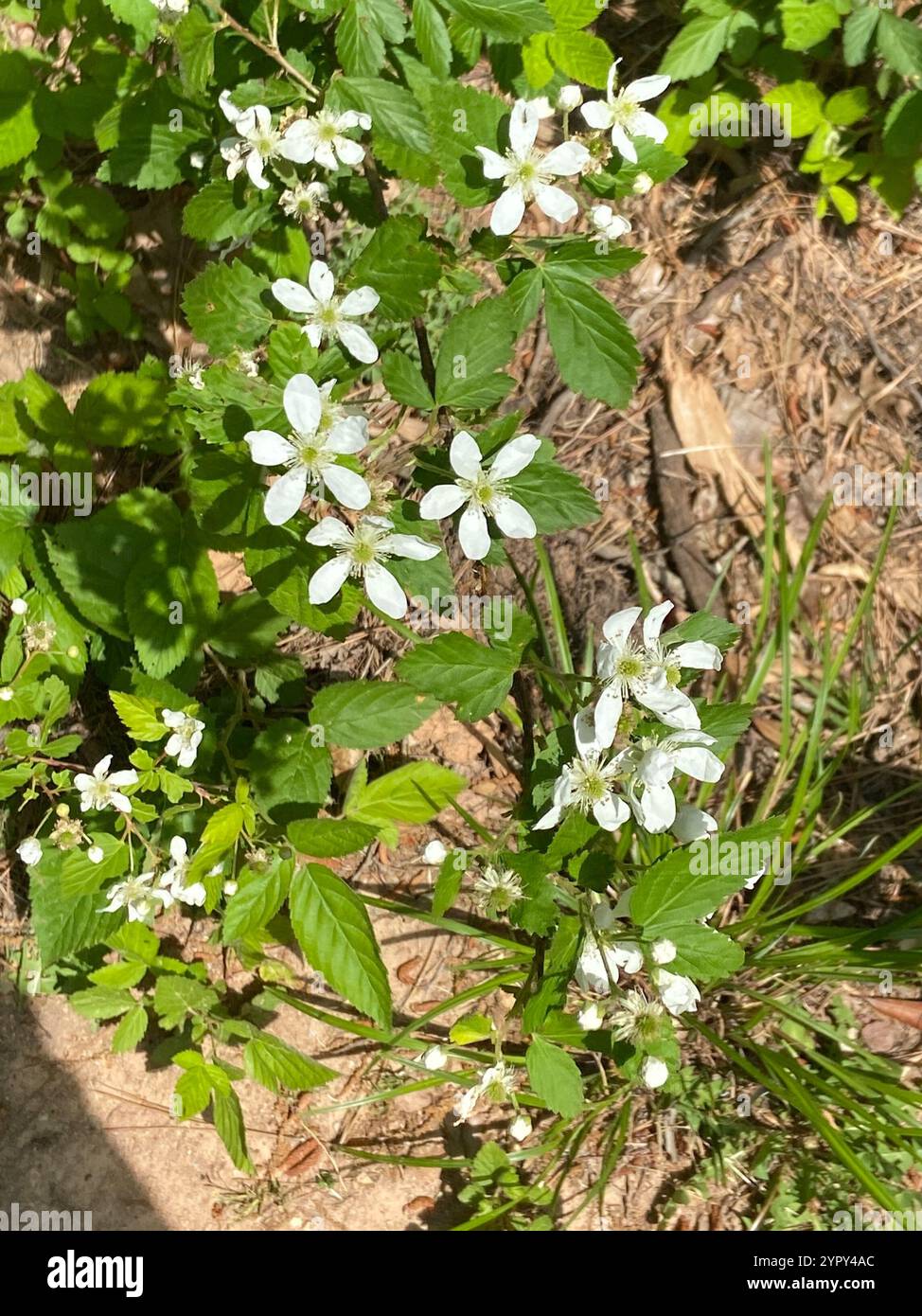 Pensilvanicus hi-res stock photography and images - Alamy