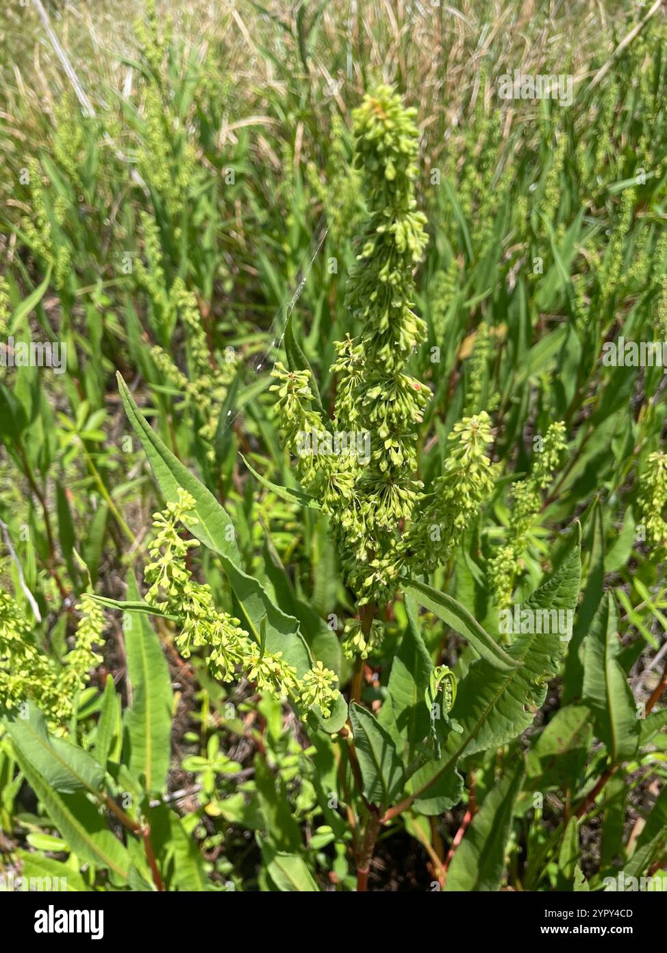 swamp dock (Rumex verticillatus Stock Photo - Alamy