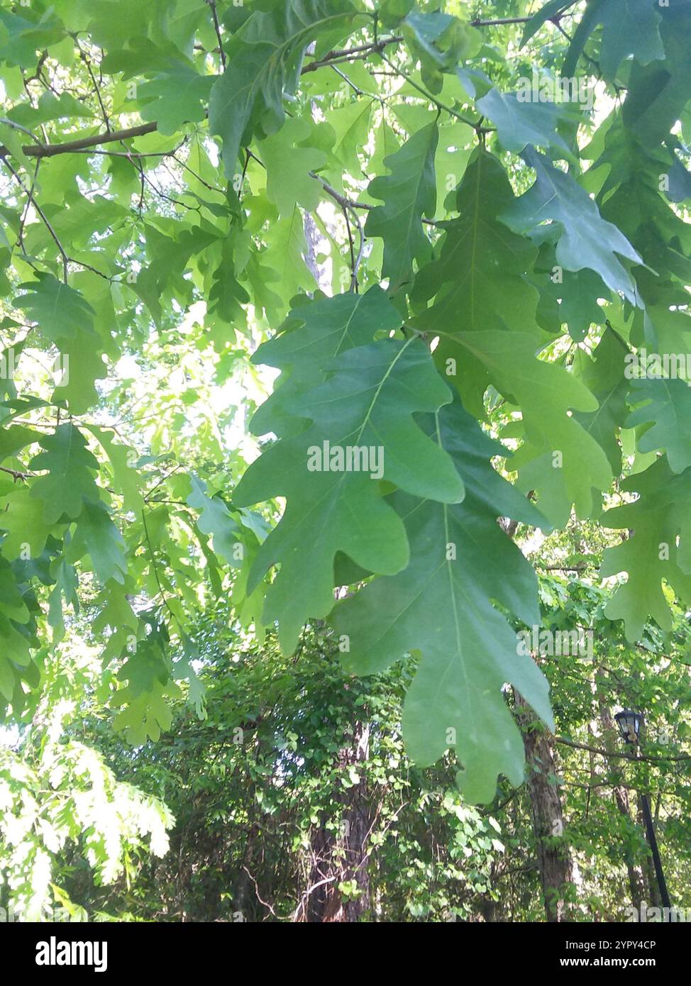 white oak (Quercus alba Stock Photo - Alamy