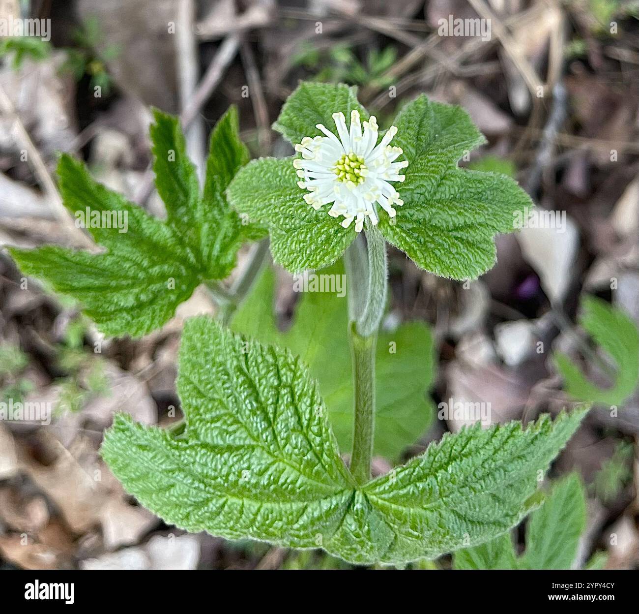 Goldenseal (Hydrastis canadensis Stock Photo - Alamy