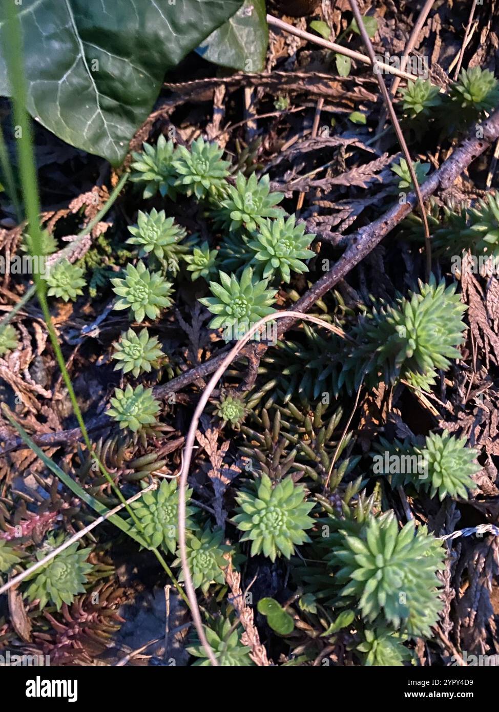 Rock Stonecrop (Petrosedum forsterianum Stock Photo - Alamy