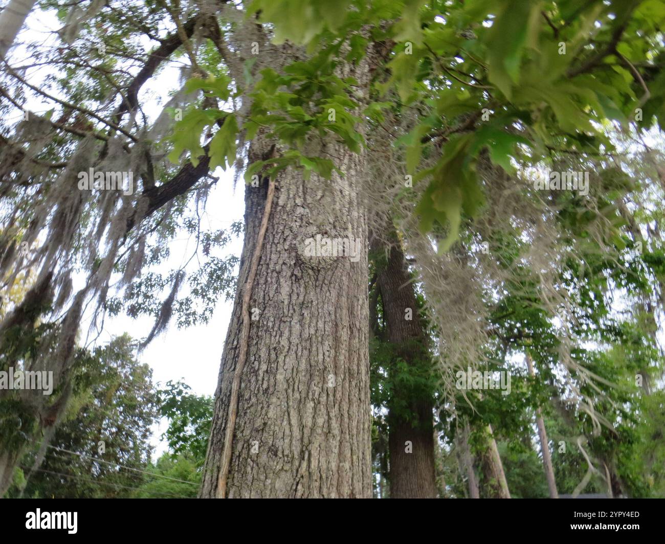 southern red oak (Quercus falcata Stock Photo - Alamy