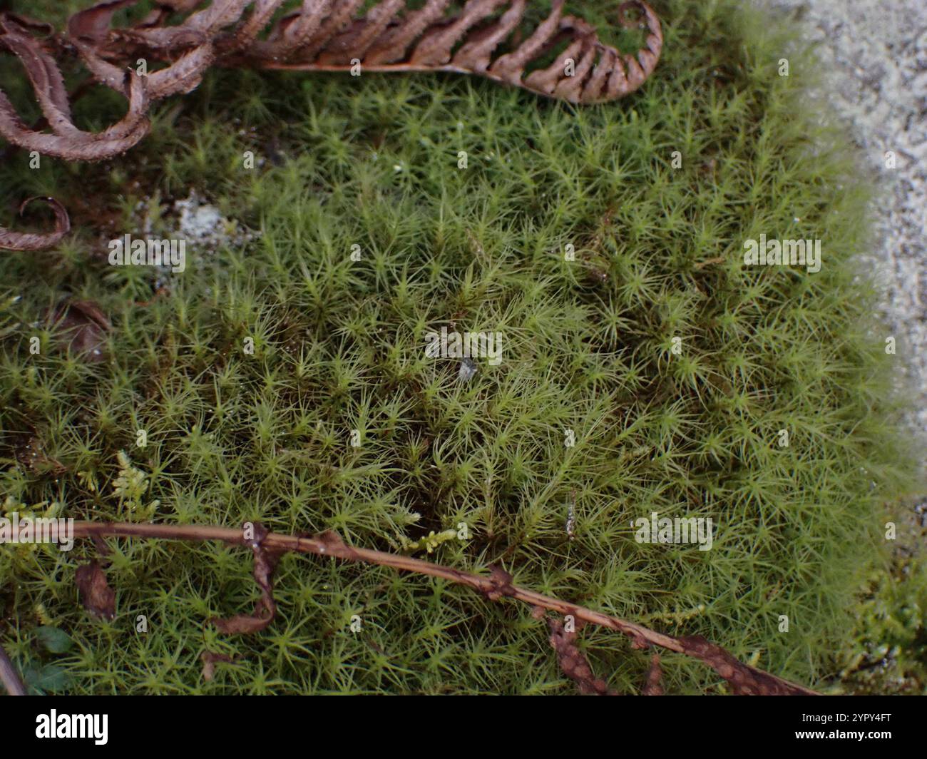 Common Apple-moss (Bartramia pomiformis Stock Photo - Alamy