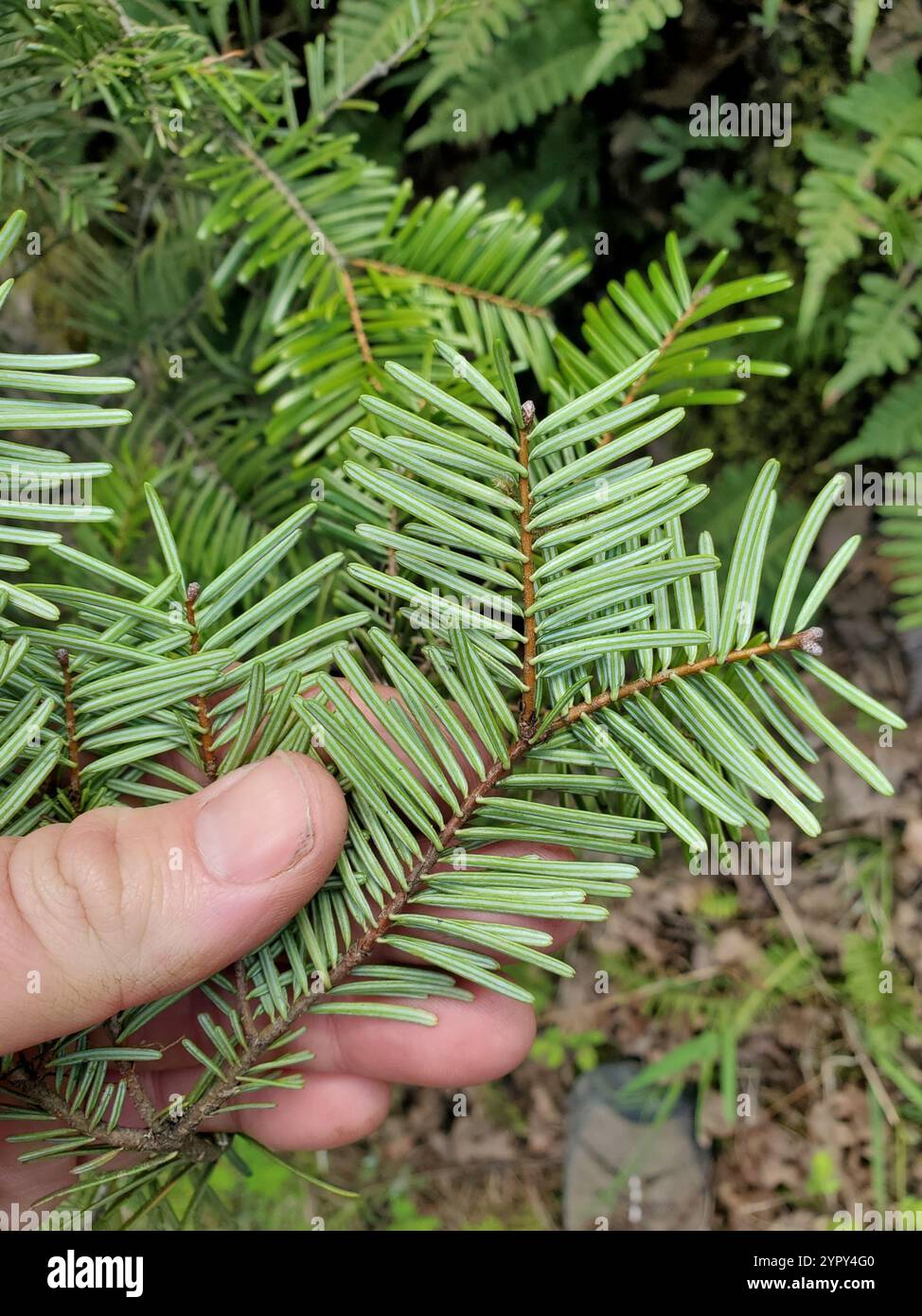 grand fir (Abies grandis Stock Photo - Alamy
