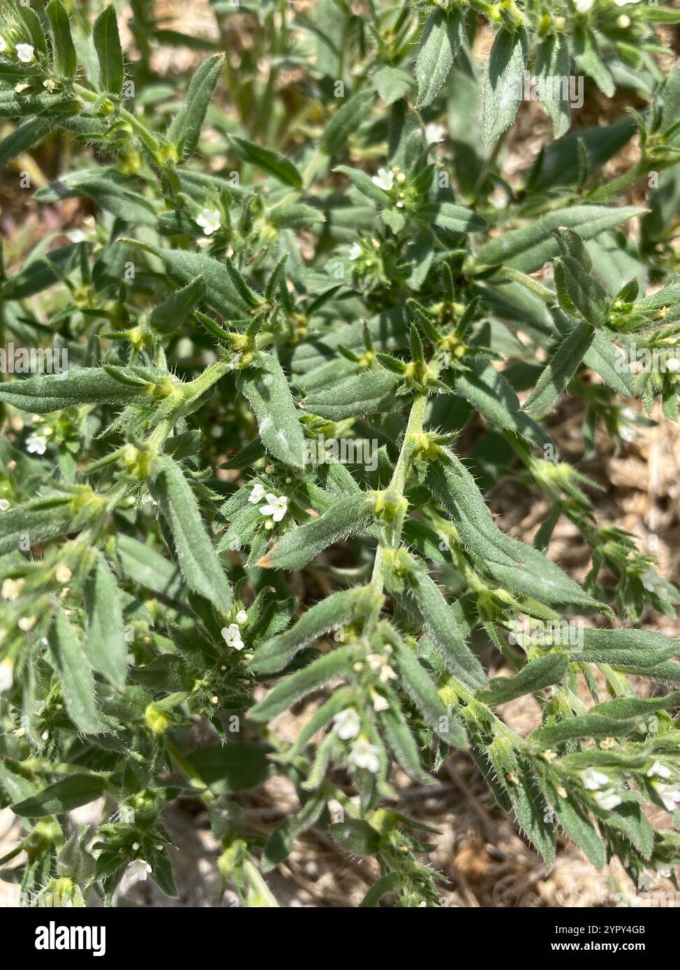 corn gromwell (Buglossoides arvensis Stock Photo - Alamy