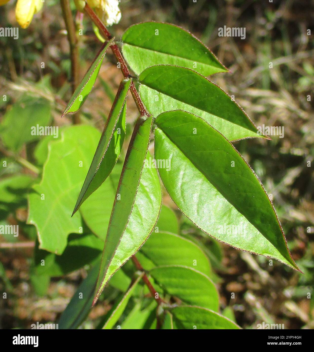 Coffee Senna (Senna occidentalis Stock Photo - Alamy