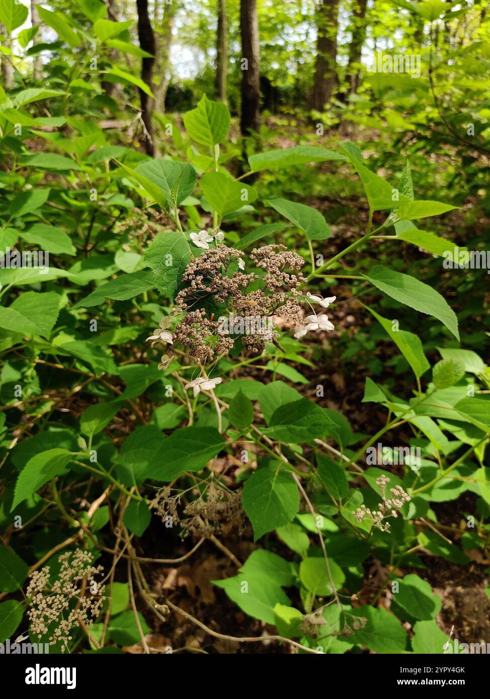 wild hydrangea (Hydrangea arborescens Stock Photo - Alamy