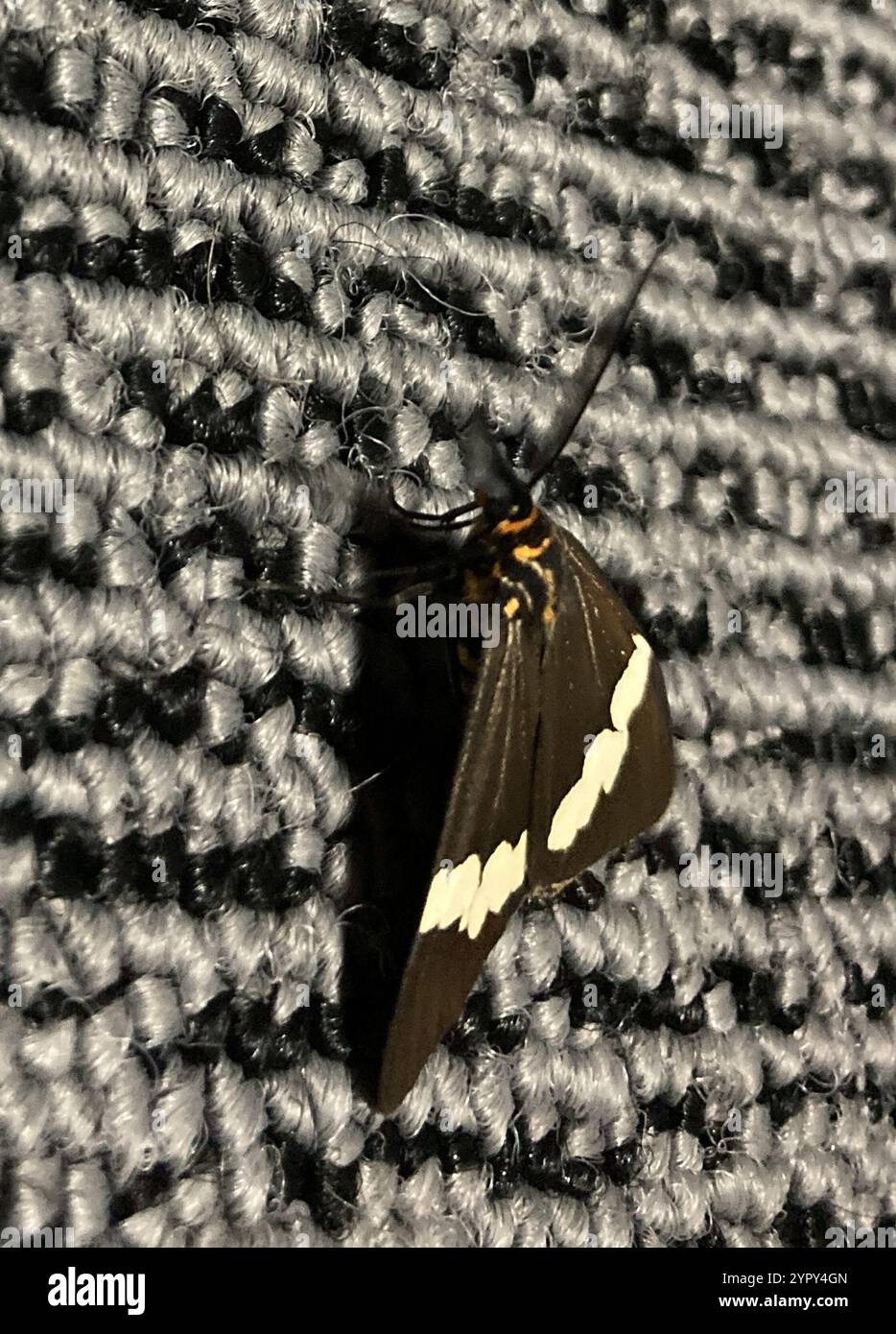 Australian magpie moth (Nyctemera amicus Stock Photo - Alamy