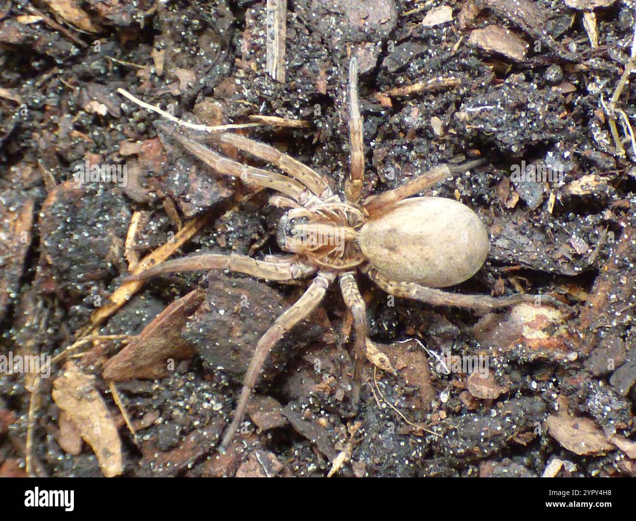 Wolf Spiders (Lycosidae Stock Photo - Alamy