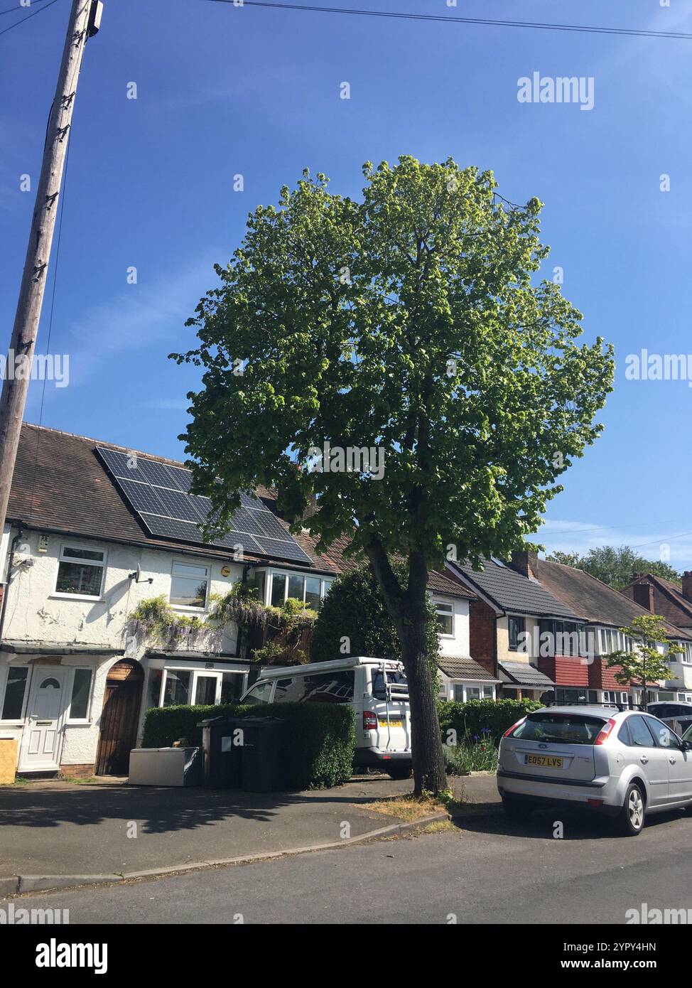 Silver Lime (Tilia tomentosa Stock Photo - Alamy