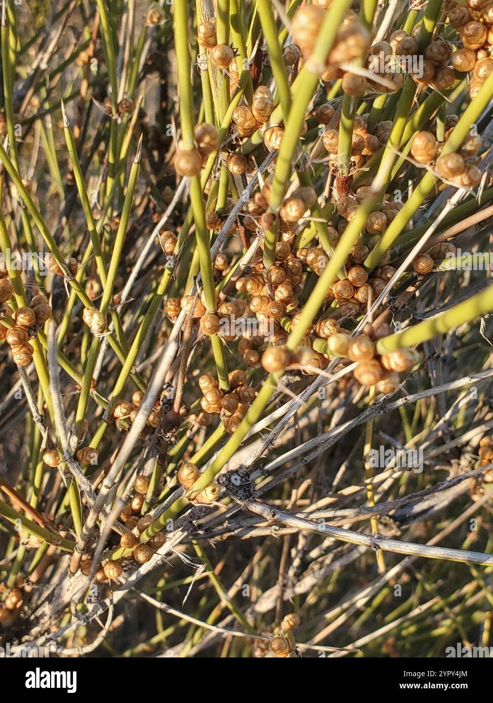 longleaf ephedra (Ephedra trifurca Stock Photo - Alamy