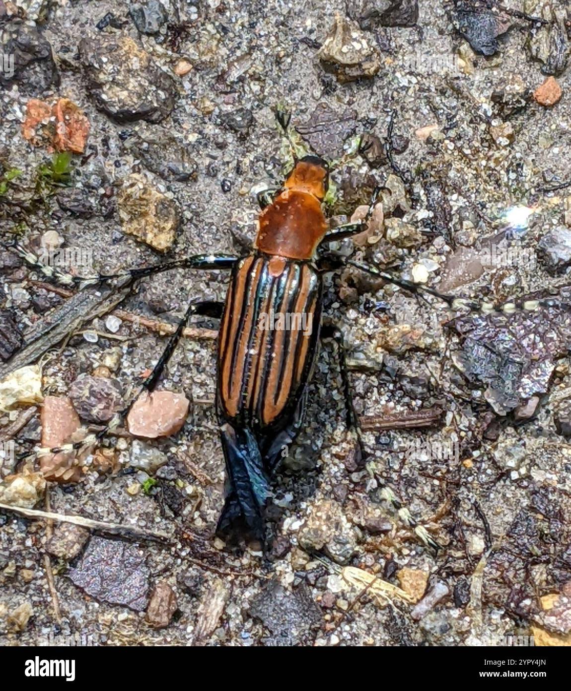 American Rose Chafers (Macrodactylus Stock Photo - Alamy