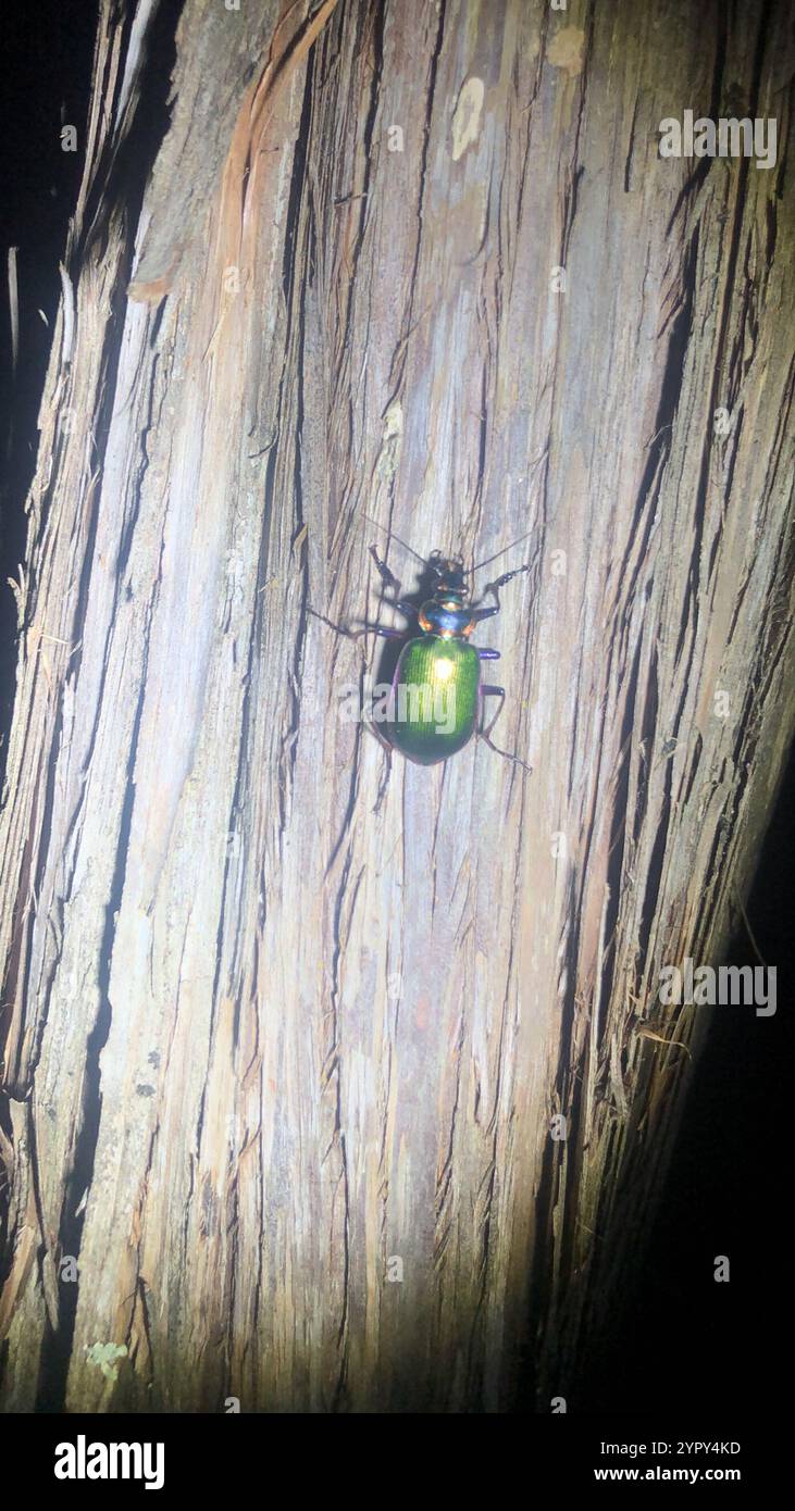 Fiery Searcher (Calosoma scrutator Stock Photo - Alamy
