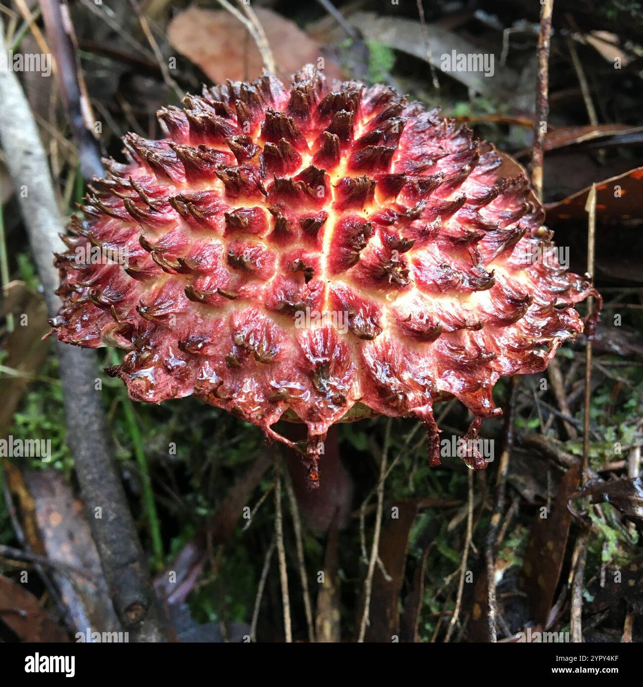 Boletellus emodensis hi-res stock photography and images - Alamy