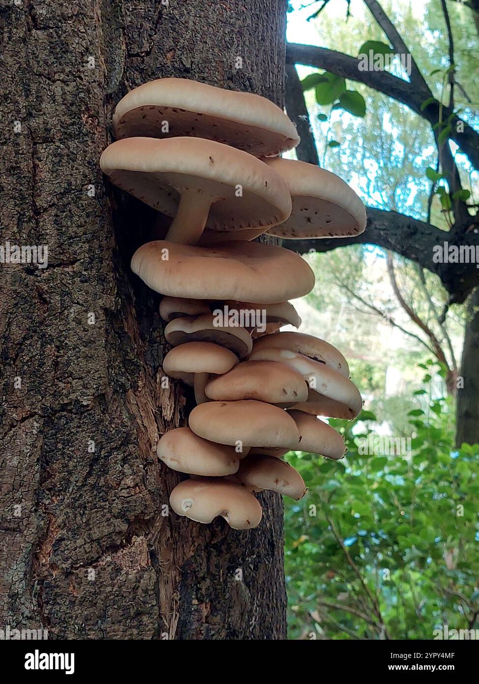 Cyclocybe parasitica hi-res stock photography and images - Alamy