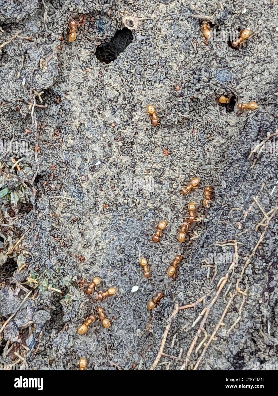 Citronella Ants (Acanthomyops Stock Photo - Alamy