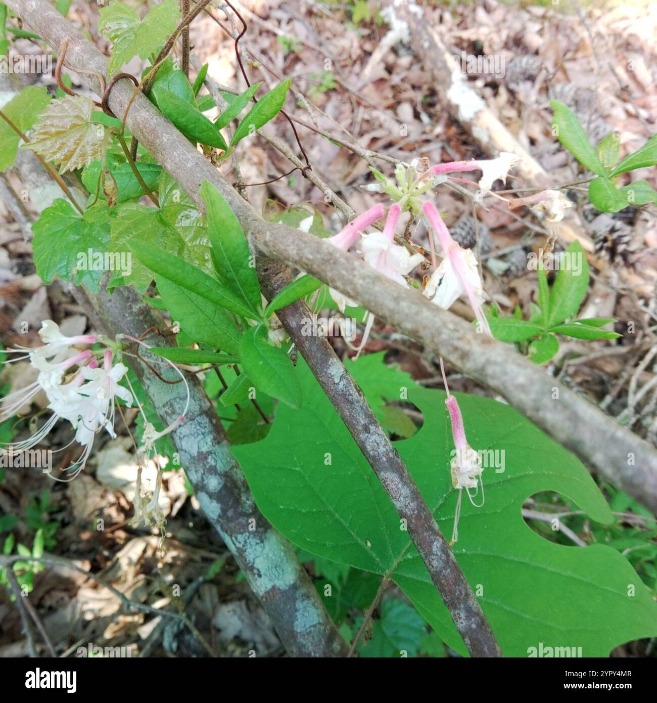 Mountain Azalea (Rhododendron canescens Stock Photo - Alamy