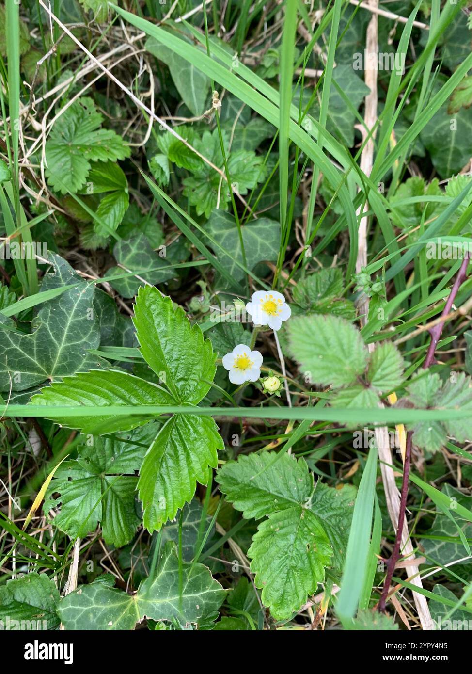 woodland strawberry (Fragaria vesca Stock Photo - Alamy
