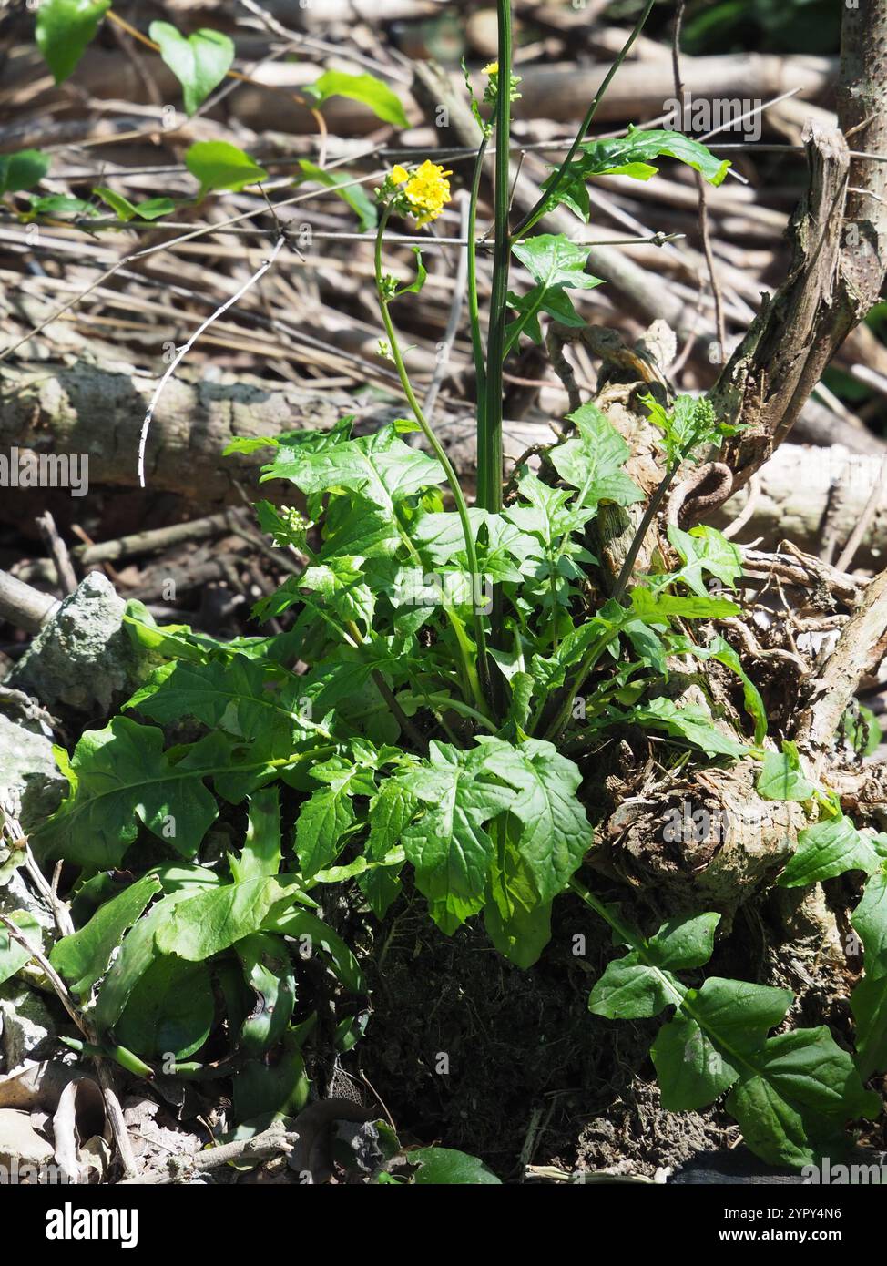 Oriental false hawksbeard (Youngia japonica Stock Photo - Alamy