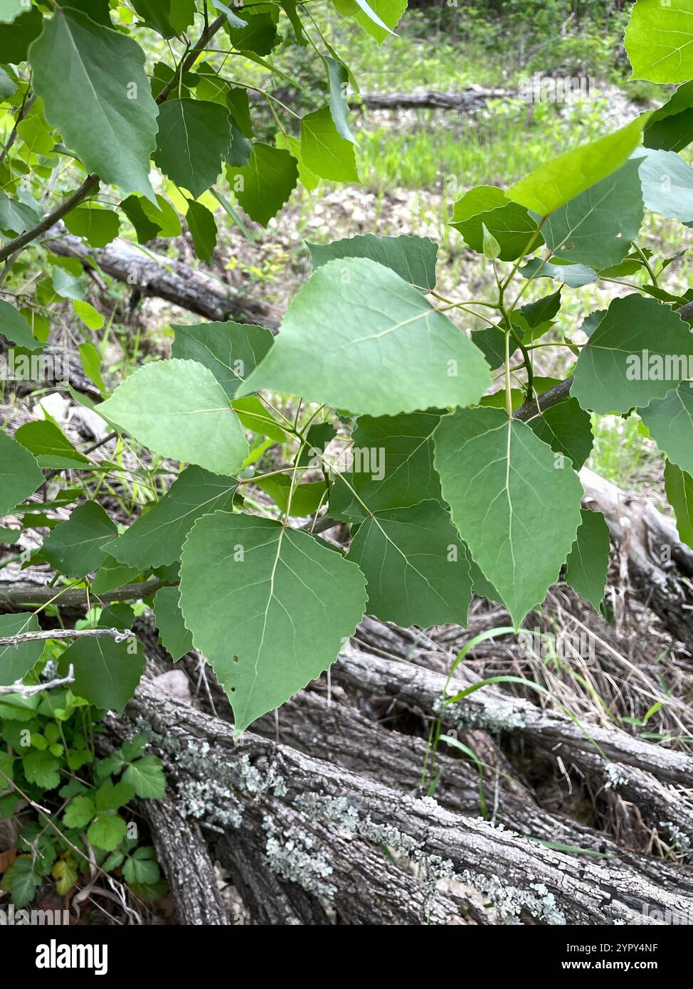 Eastern Cottonwood (Populus deltoides Stock Photo - Alamy