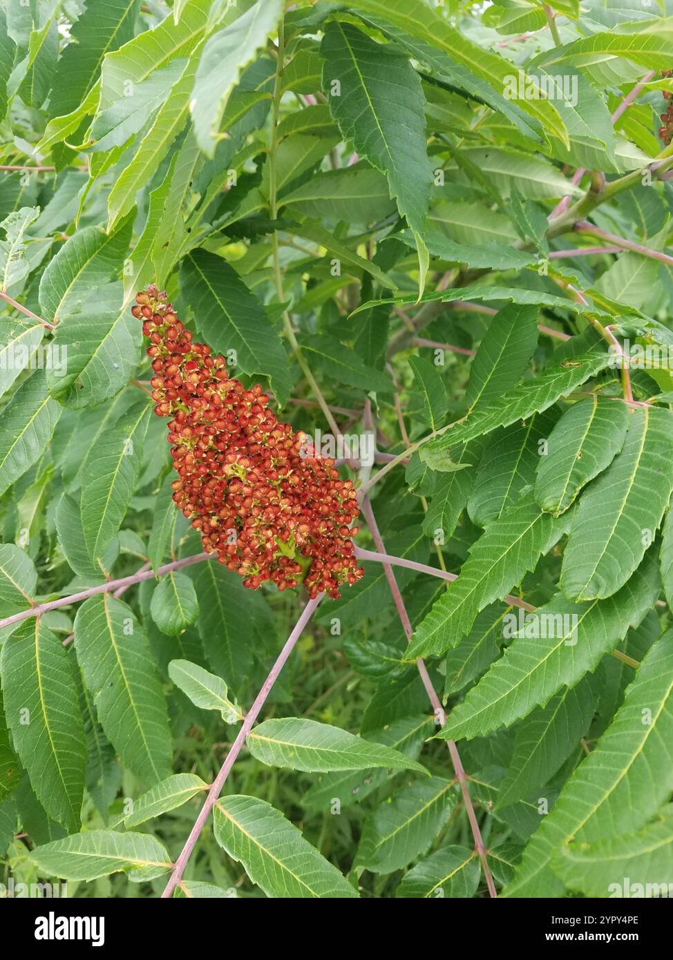 smooth sumac (Rhus glabra Stock Photo - Alamy
