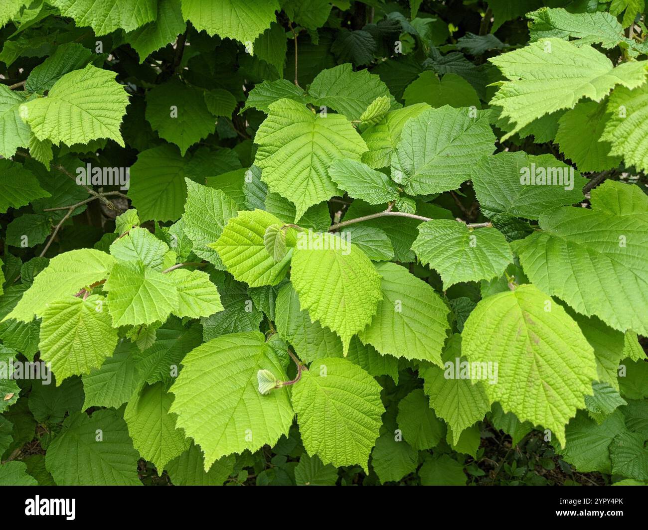 common hazel (Corylus avellana Stock Photo - Alamy