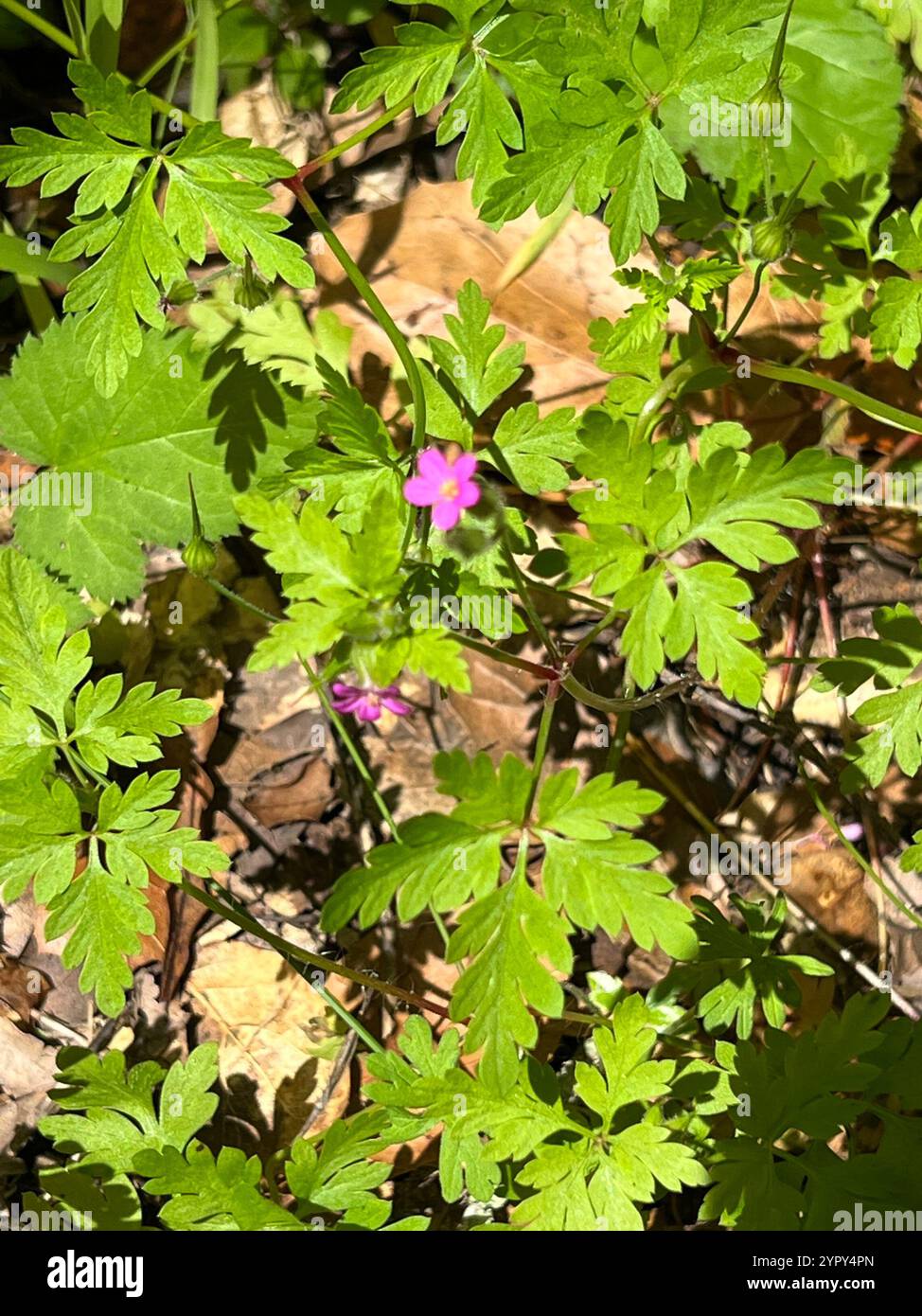 Little-Robin (Geranium purpureum Stock Photo - Alamy