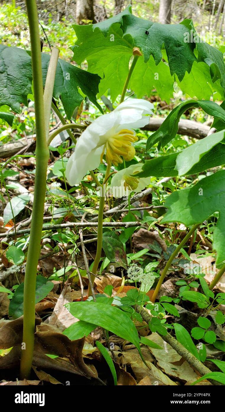 mayapple (Podophyllum peltatum Stock Photo - Alamy