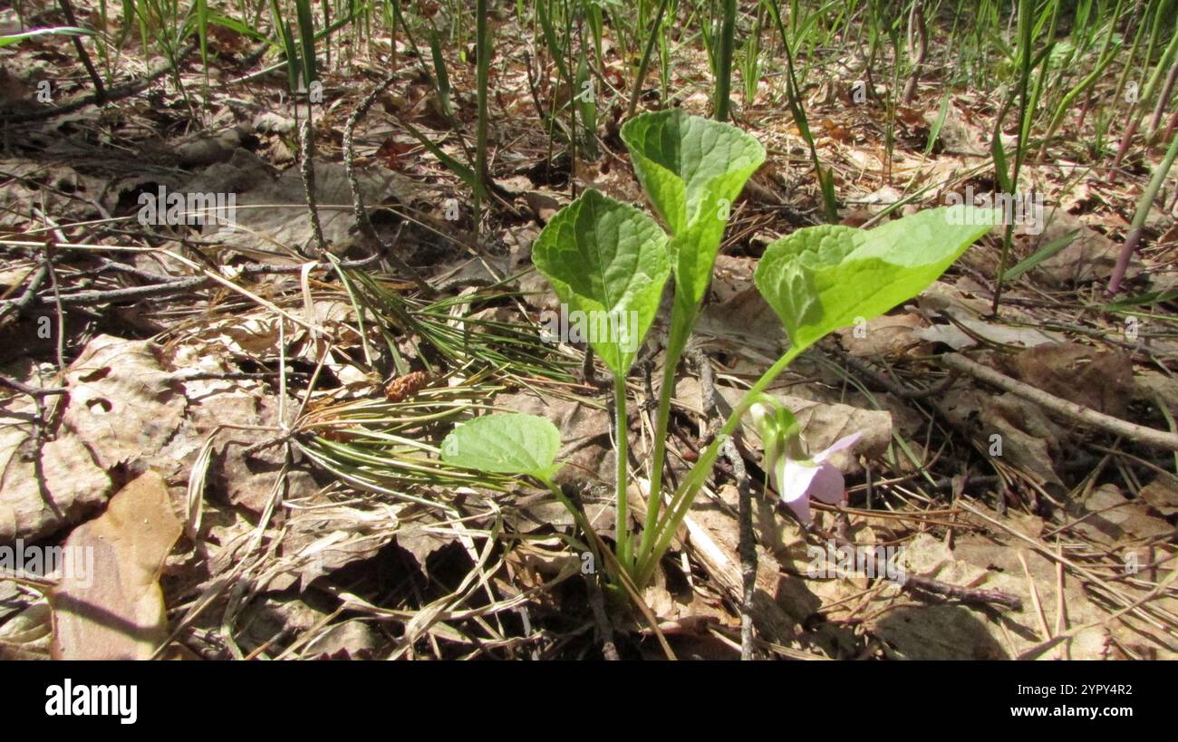 Broad-leaved Violet (Viola mirabilis Stock Photo - Alamy