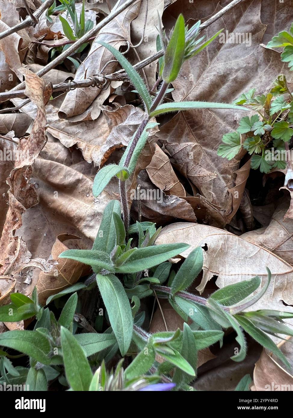 blue phlox (Phlox divaricata Stock Photo - Alamy