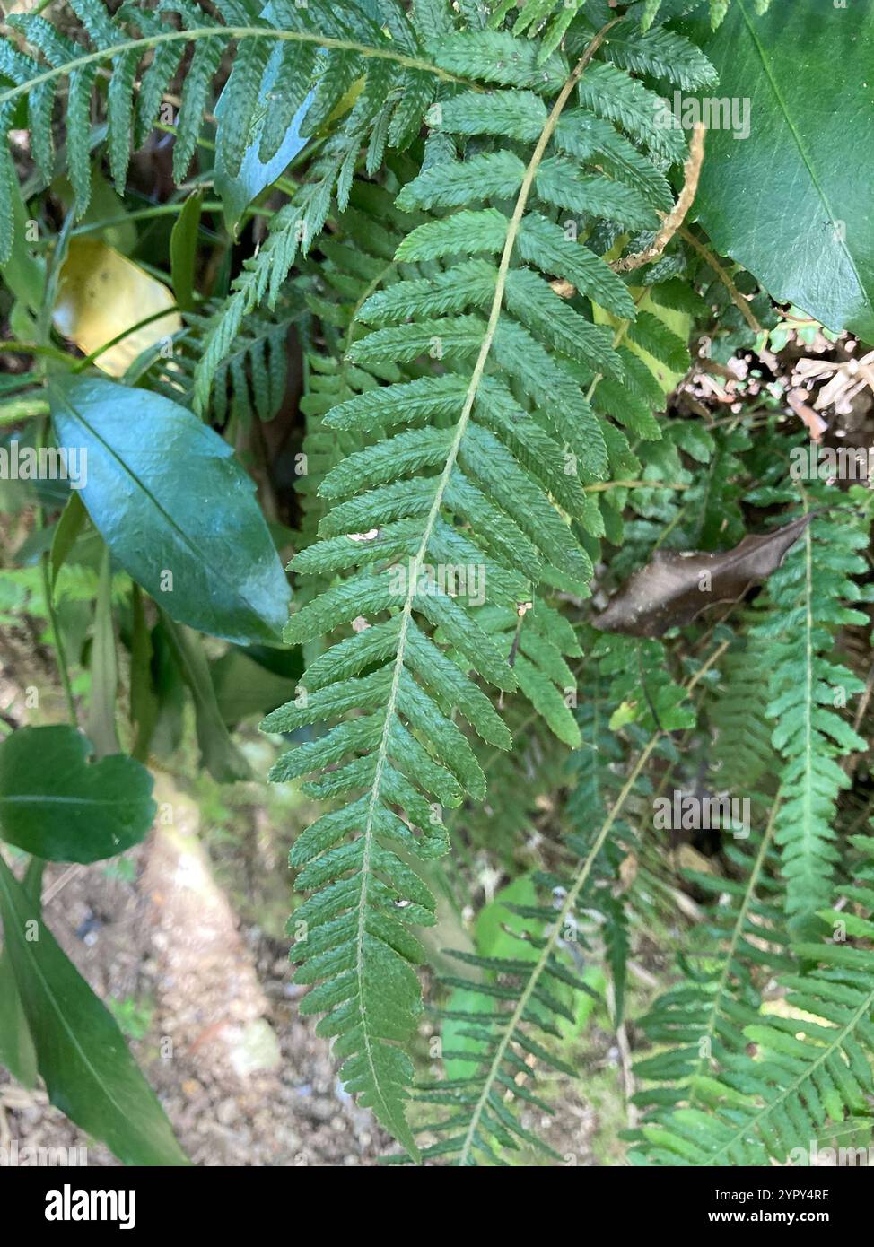 Rasp fern hi-res stock photography and images - Alamy