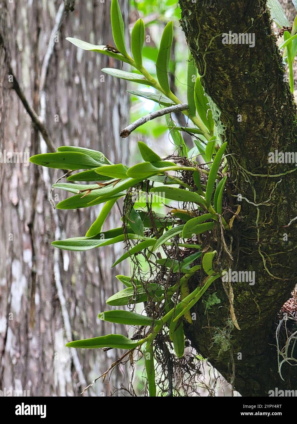 Stiff Flower Star Orchid (Epidendrum rigidum Stock Photo - Alamy