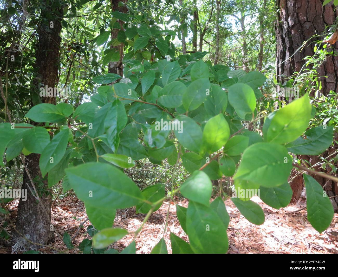 Black Tupelo (Nyssa sylvatica Stock Photo - Alamy