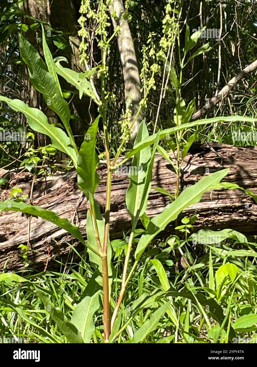 swamp dock (Rumex verticillatus Stock Photo - Alamy