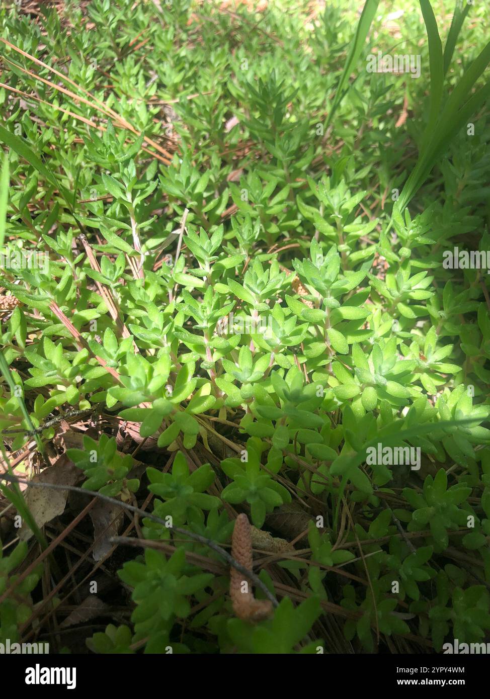 Stringy Stonecrop (Sedum sarmentosum Stock Photo - Alamy
