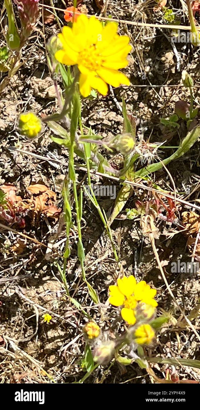 Yellow Hayfield Tarplant (Hemizonia congesta lutescens Stock Photo - Alamy