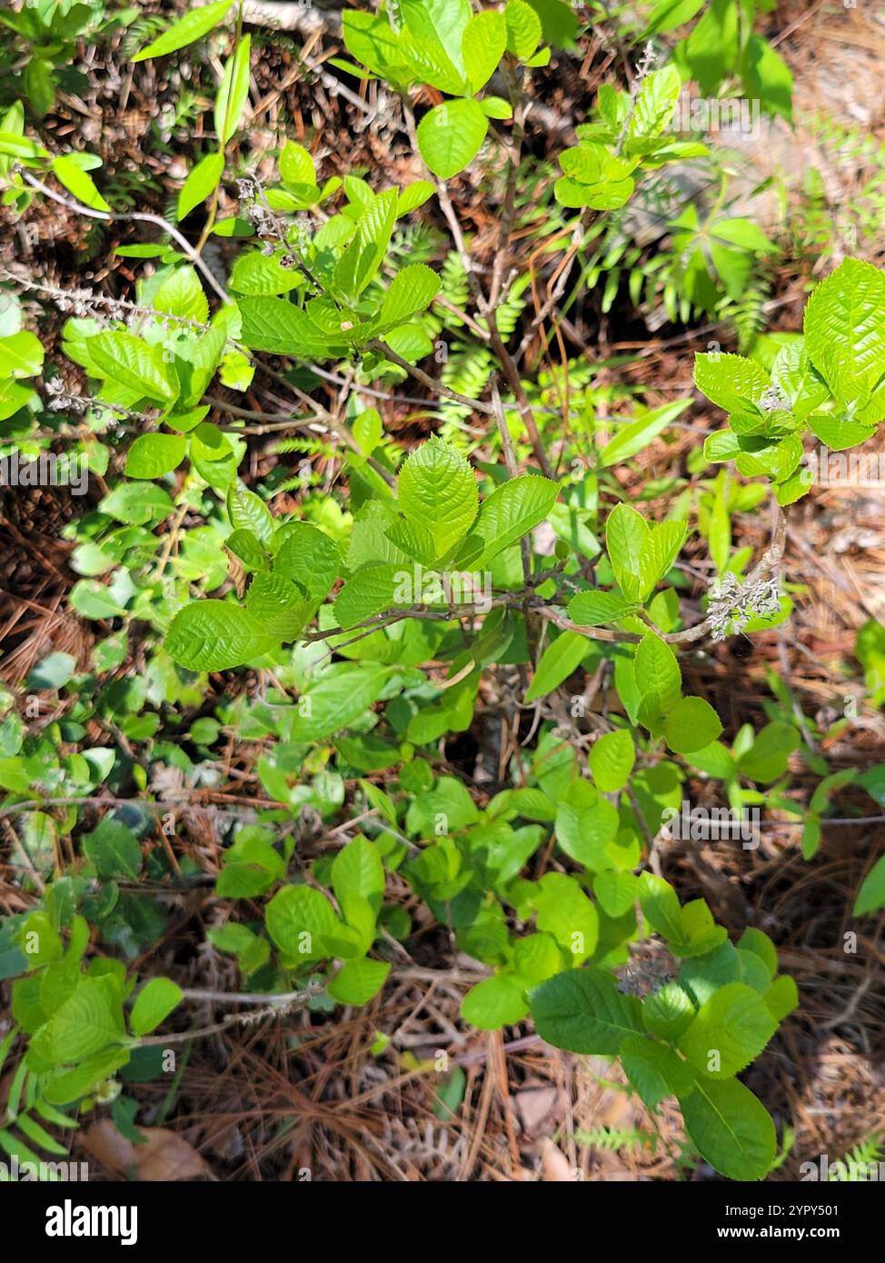 Sweet Pepperbush (Clethra alnifolia Stock Photo - Alamy