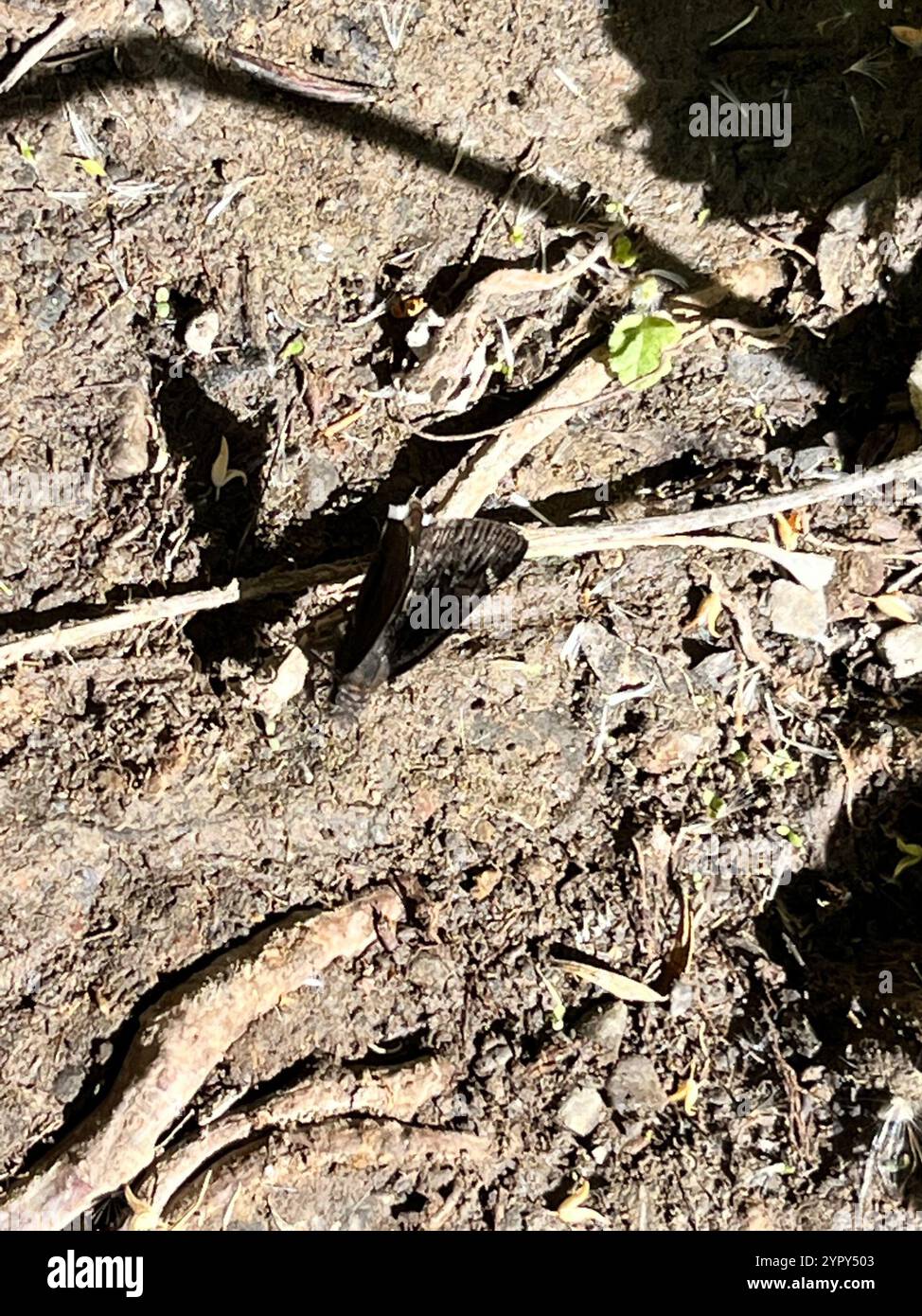 Funereal Duskywing (Erynnis funeralis Stock Photo - Alamy