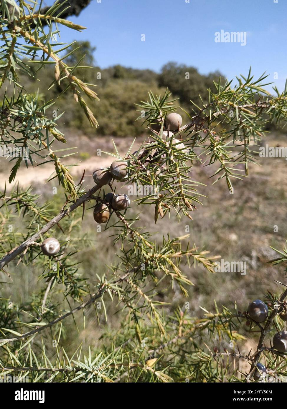 western prickly juniper (Juniperus oxycedrus Stock Photo - Alamy