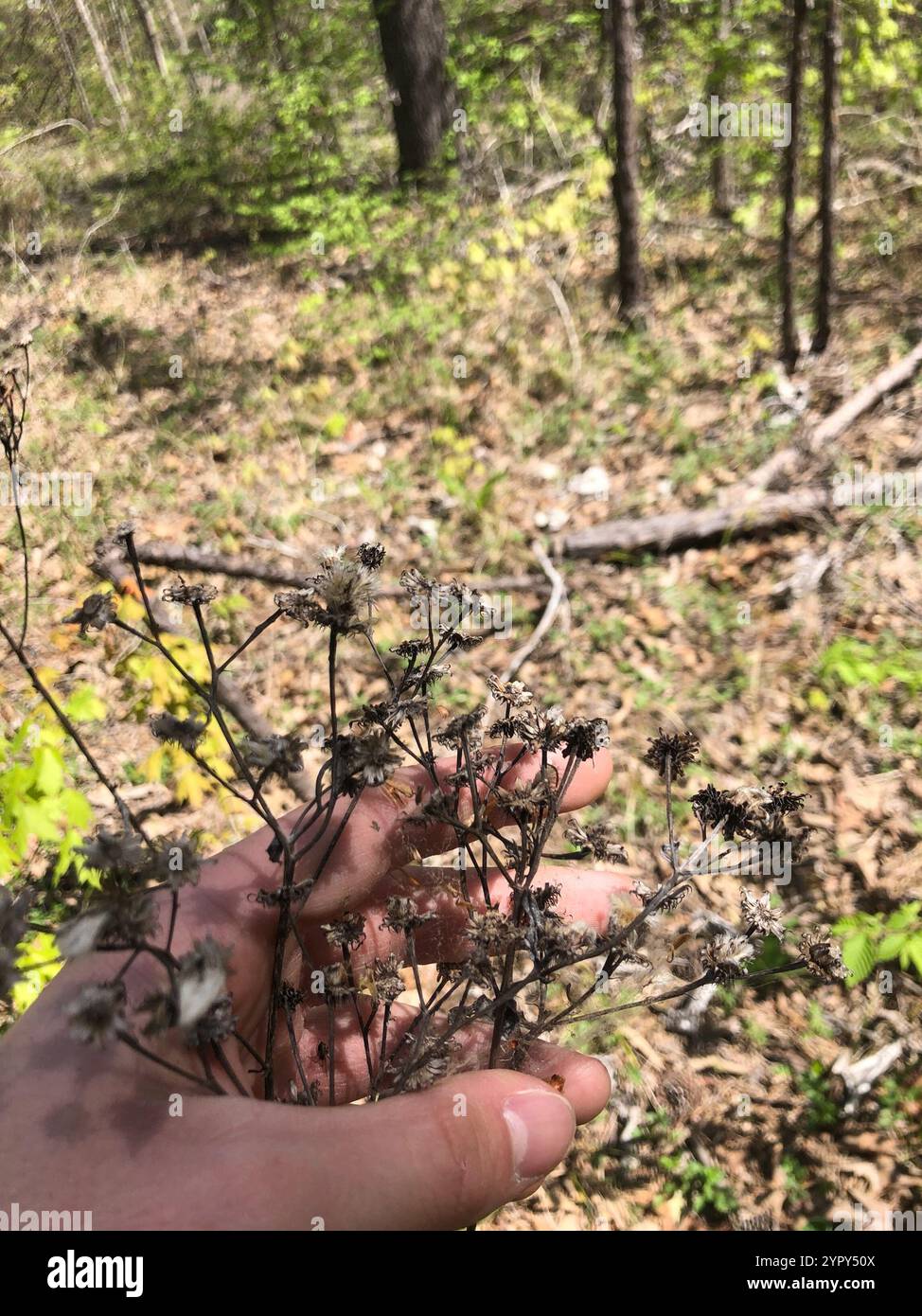 Broadleaf Ironweed (Vernonia glauca Stock Photo - Alamy