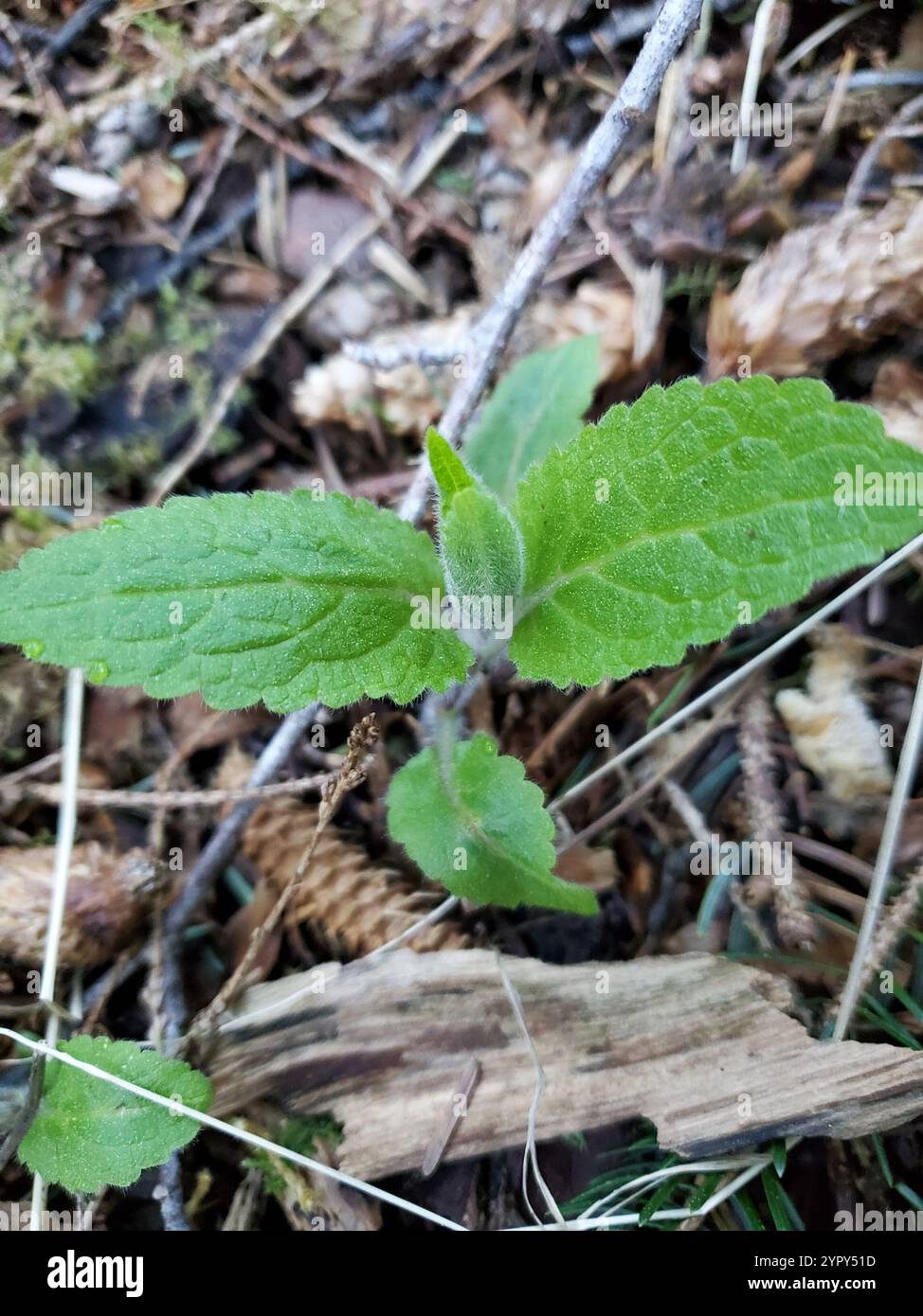 Coastal Hedge-nettle (Stachys chamissonis Stock Photo - Alamy