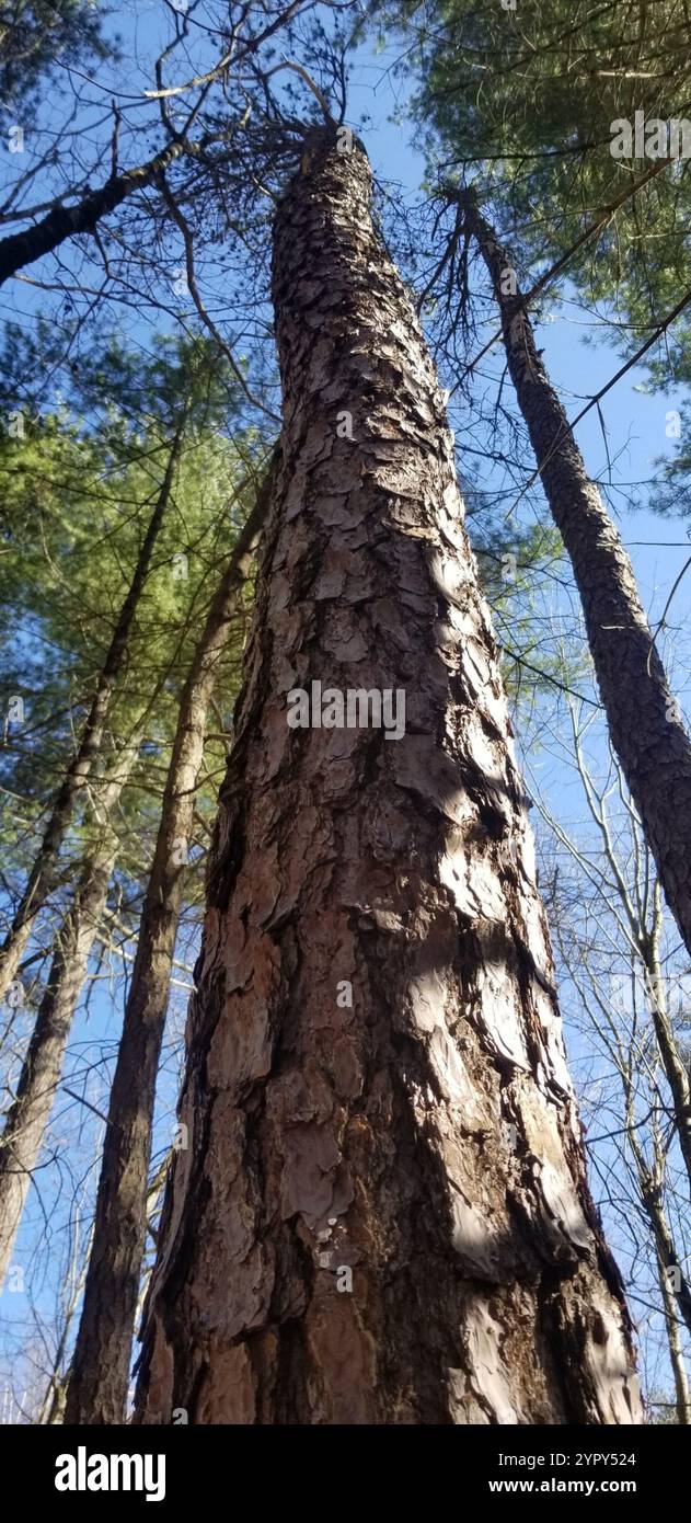 pitch pine (Pinus rigida Stock Photo - Alamy